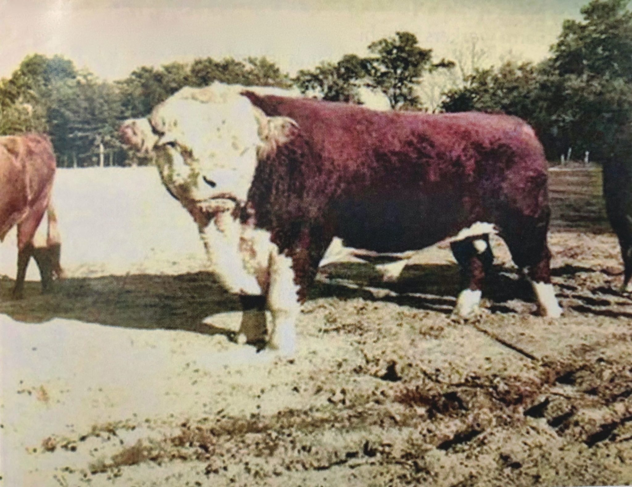 Northern Datha Island - Dataw Historic Foundation